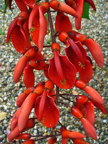 Mulungu - Erythrina mulungu